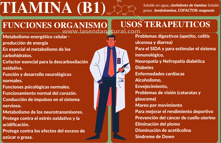 Qué es la Tiamina- B1, funciones y aplicaciones